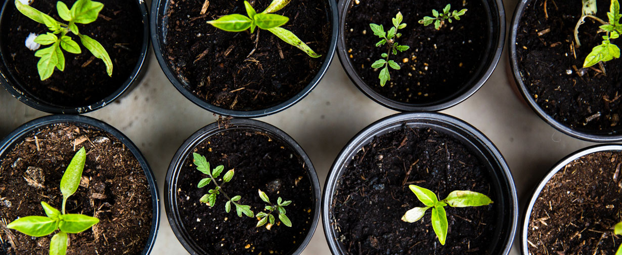 Organic for All: How Choosing Organic Helps the Environment