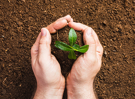 How Healthy Soil Translates to Nutrient-Rich Food
